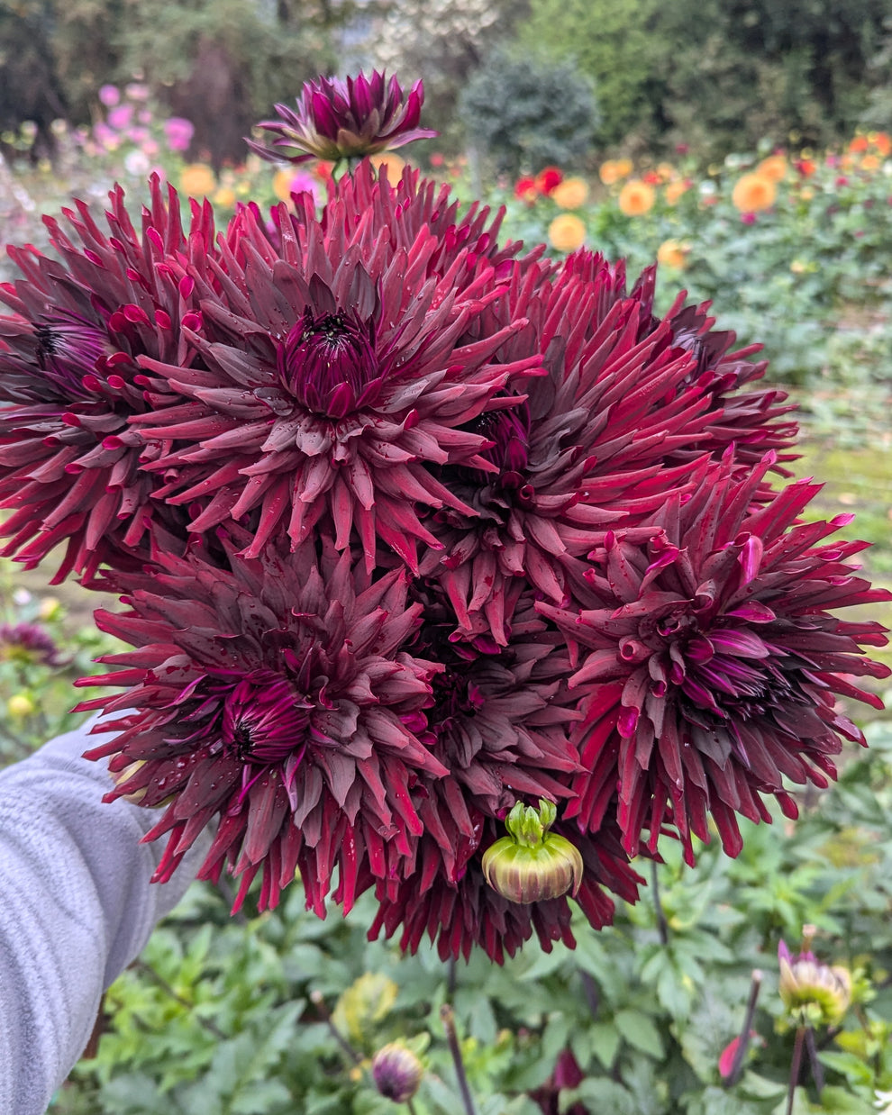 BULL'S BLOOD -LIMIT 1 – Misfit Dahlias