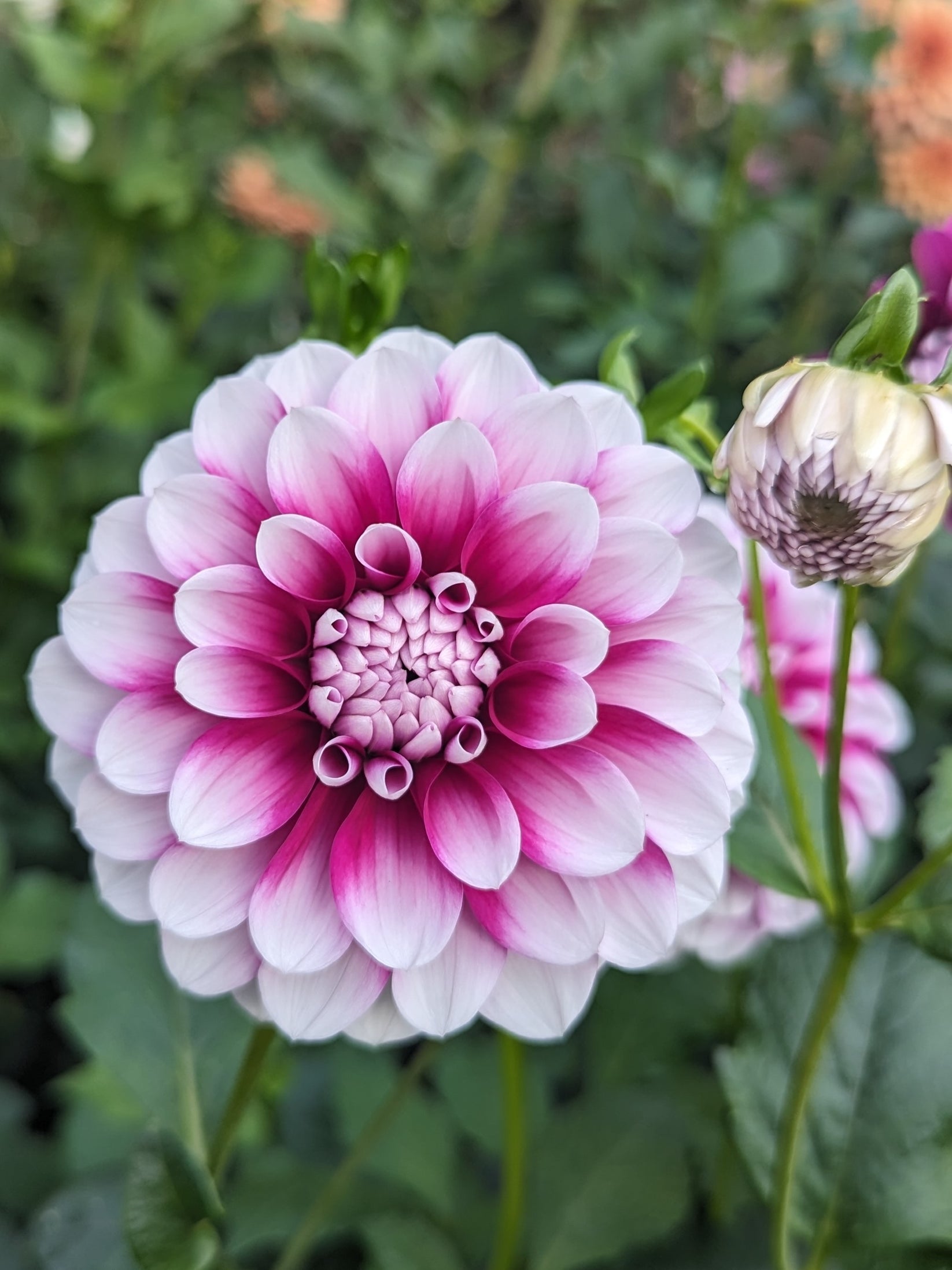 WICKY WOO (1960) – Misfit Dahlias